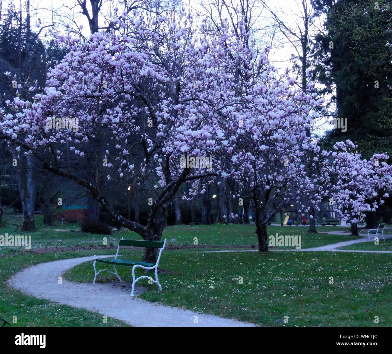 Tree with bench hi-res stock photography and images - Alamy