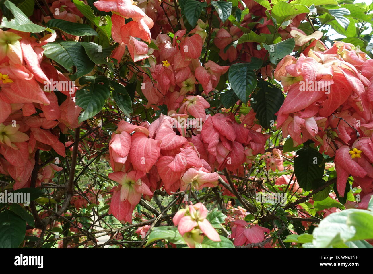 Beautiful garden rose hi-res stock photography and images - Alamy