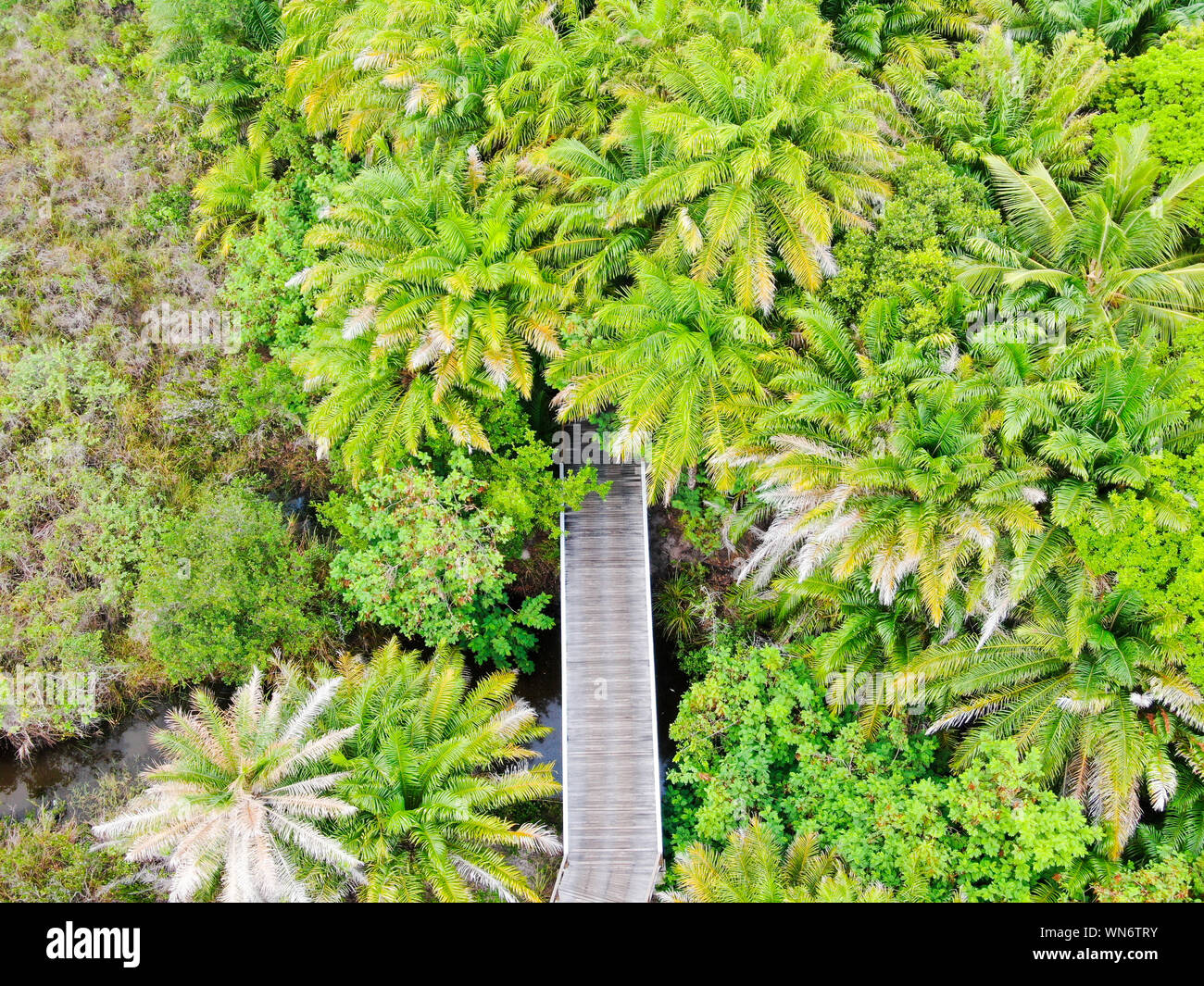 Aerial view of wooded bridge over the tropical forest. Wooden bridge ...