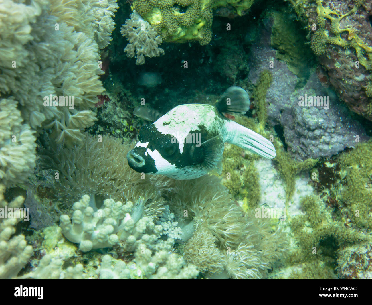 Masked Puffer Fish Stock Photo - Alamy