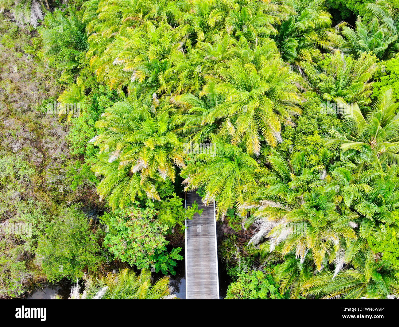 Aerial view of wooded bridge over the tropical forest. Wooden bridge ...