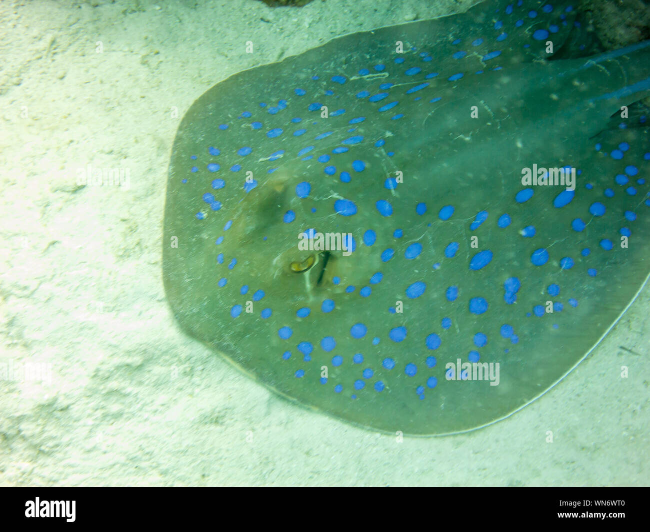 Blue Spotted Sting Ray Stock Photo - Alamy