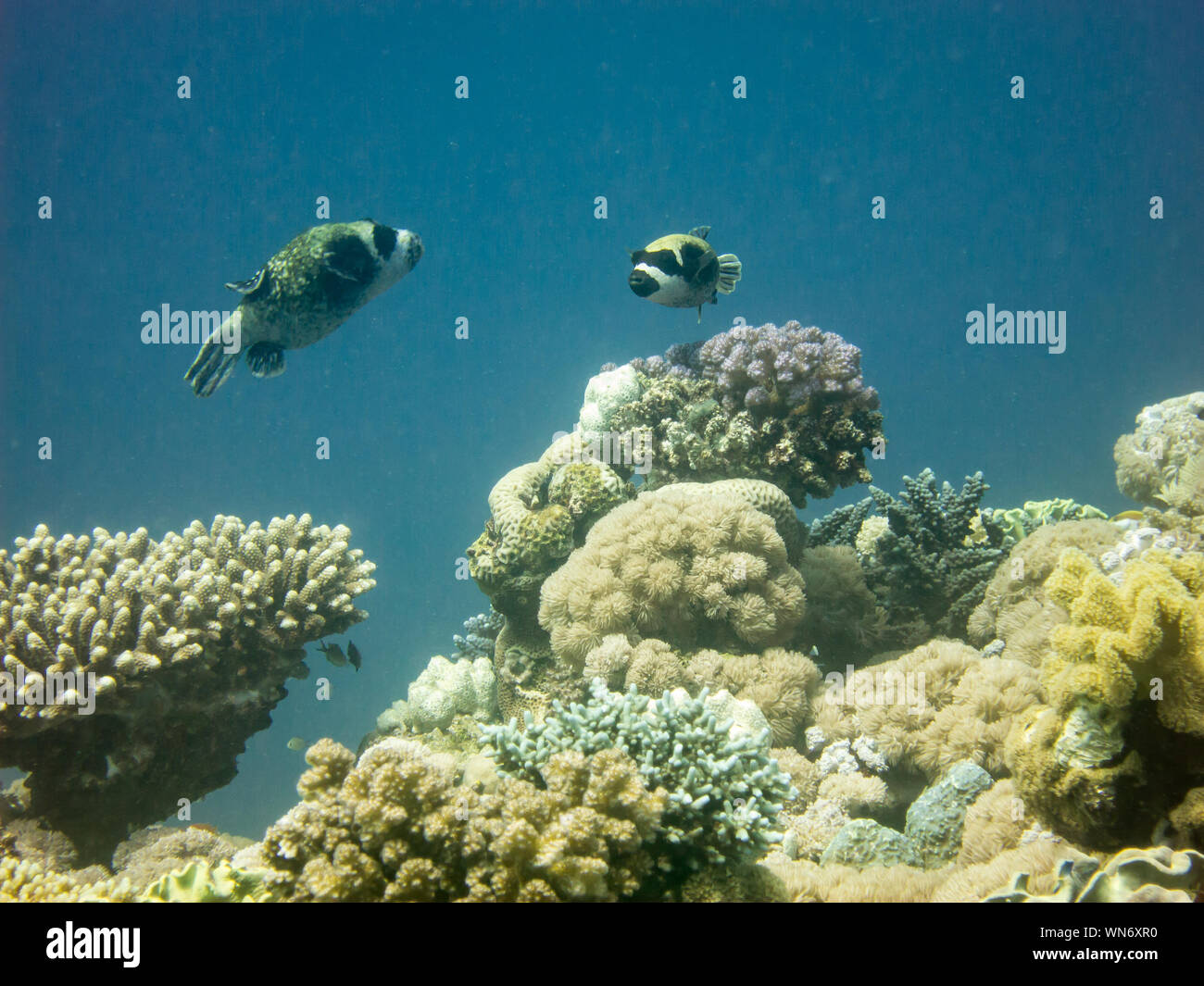 Masked puffer fish hi-res stock photography and images - Alamy