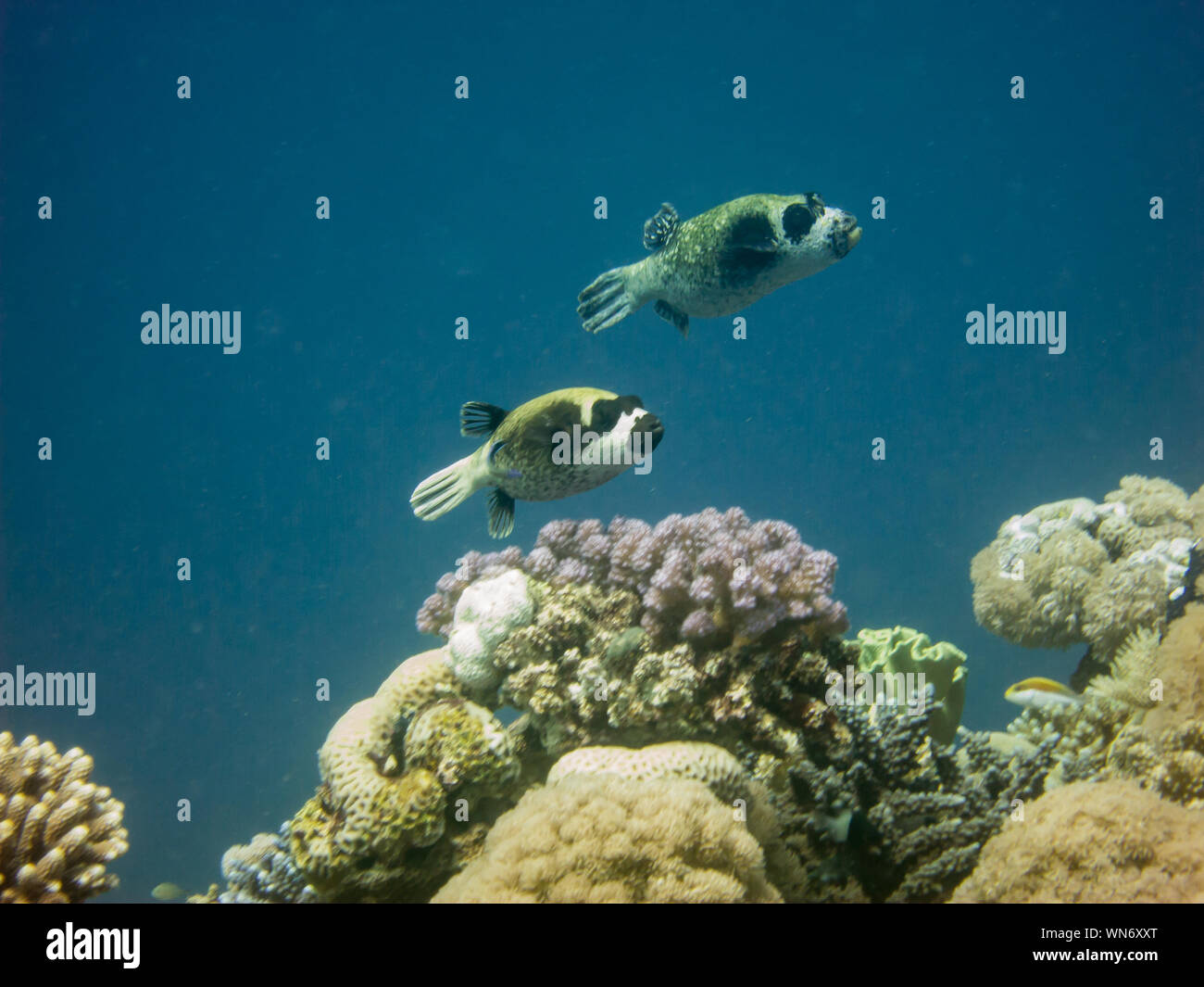 Masked puffer fish hi-res stock photography and images - Alamy