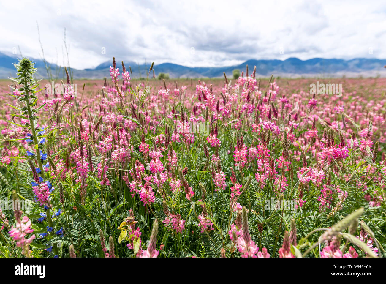 Beautiful pink Sainfoin flowers. Herbal-bean mixtures for grazing with ...