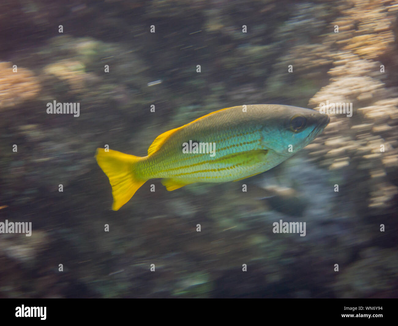 One spot snapper in the Red Sea Stock Photo - Alamy
