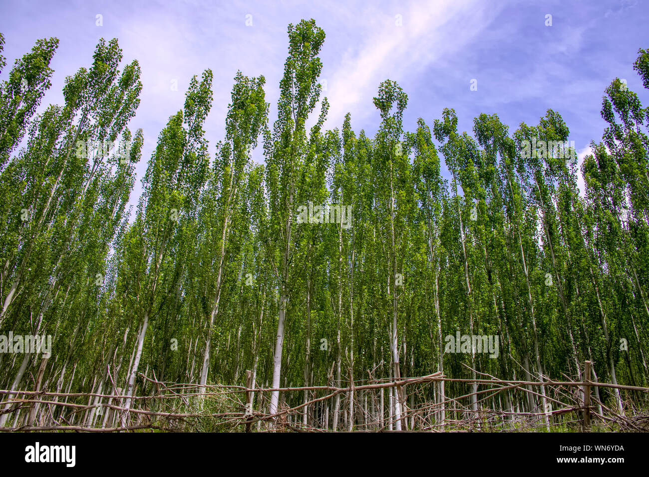 Young poplar trees hi-res stock photography and images - Alamy