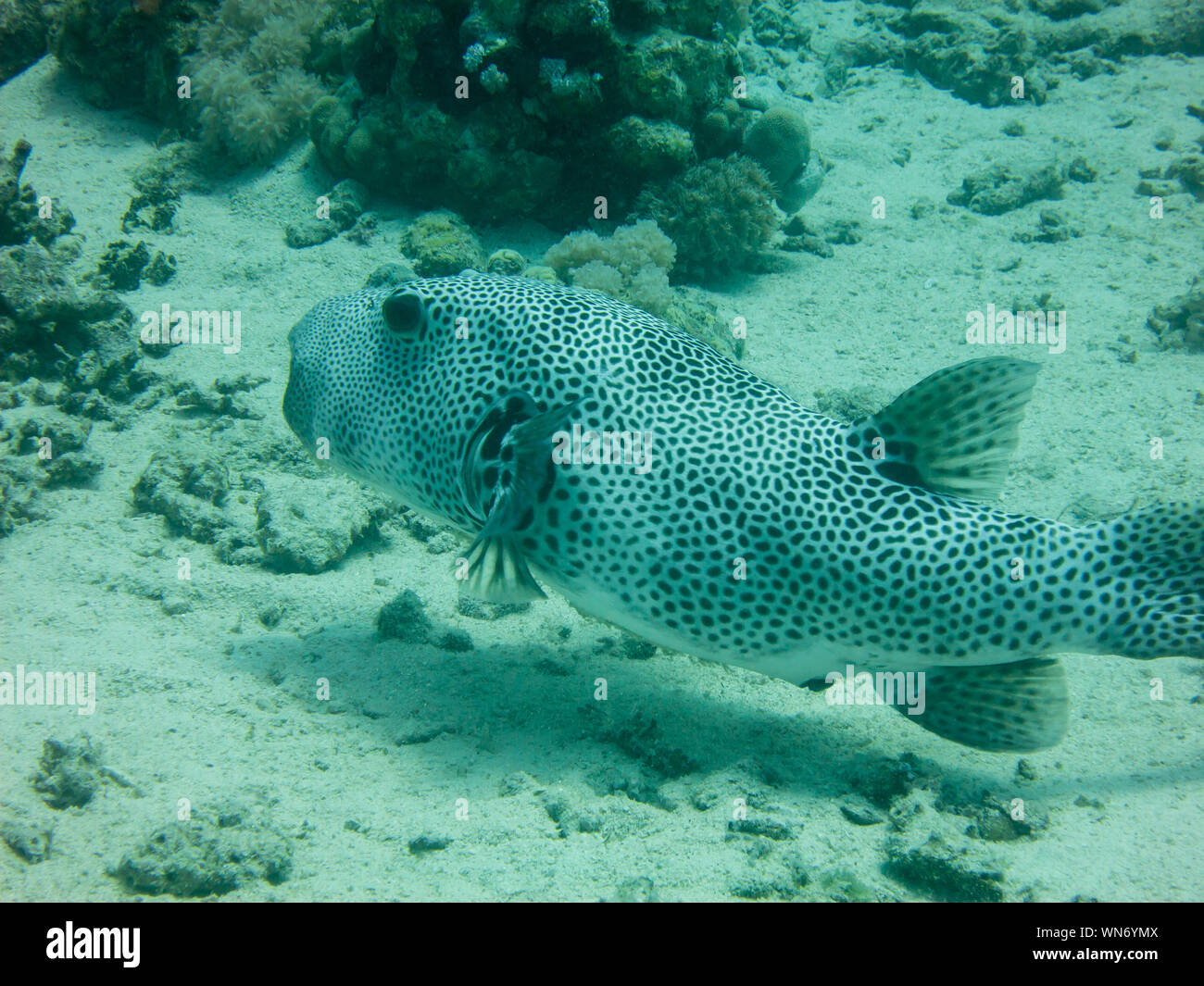 Starry Puffer Fish in the Red Sea Stock Photo - Alamy