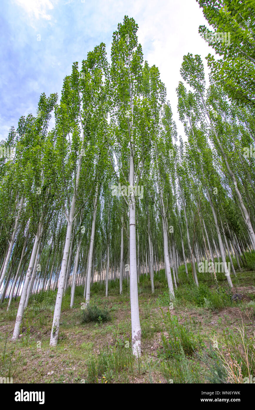 Young poplar hi-res stock photography and images - Alamy