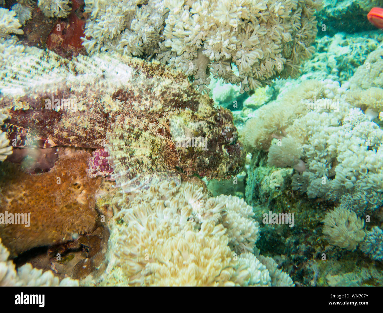 Bearded Scorpion Fish Stock Photo - Alamy