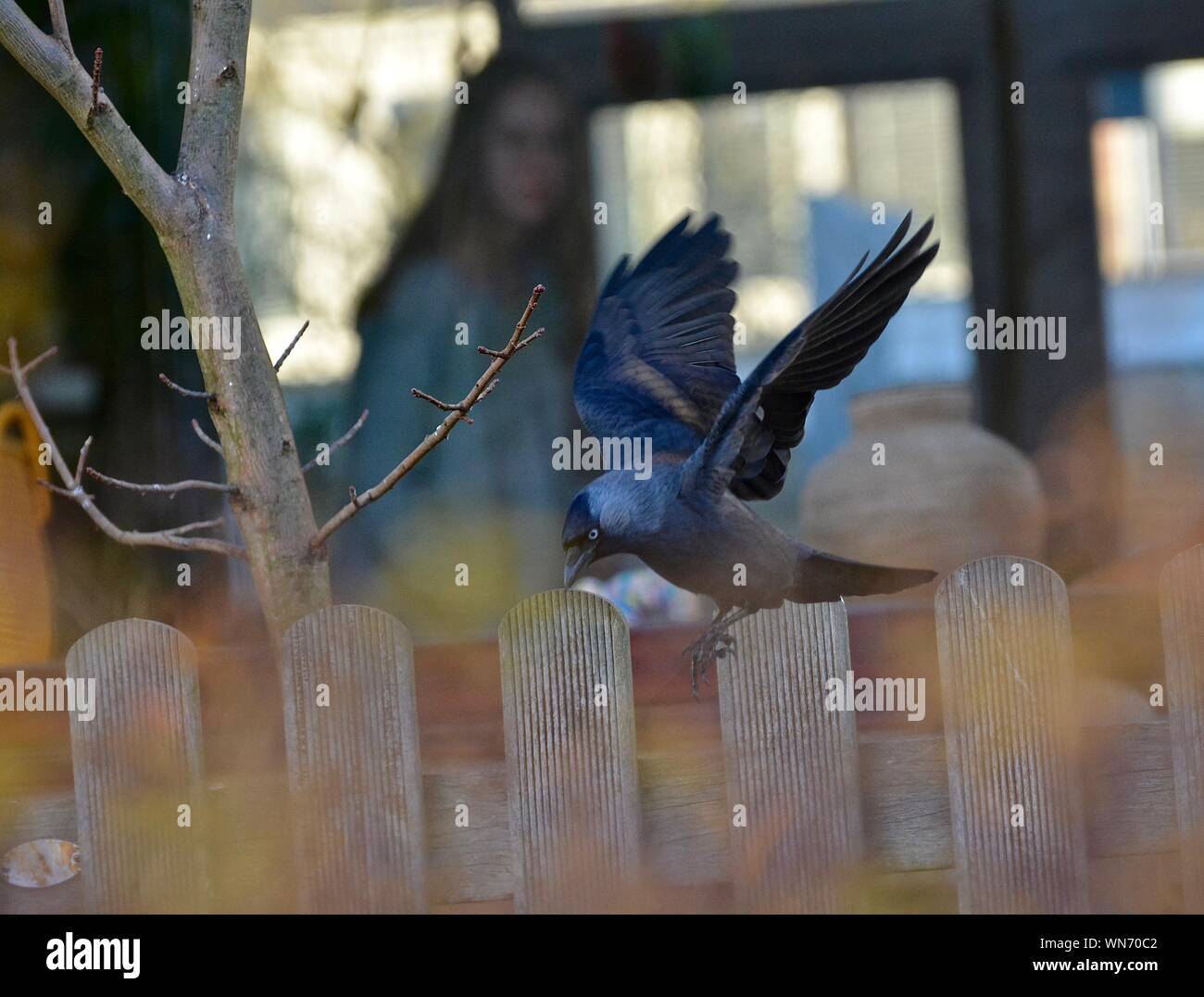 Raven on fence hi-res stock photography and images - Alamy