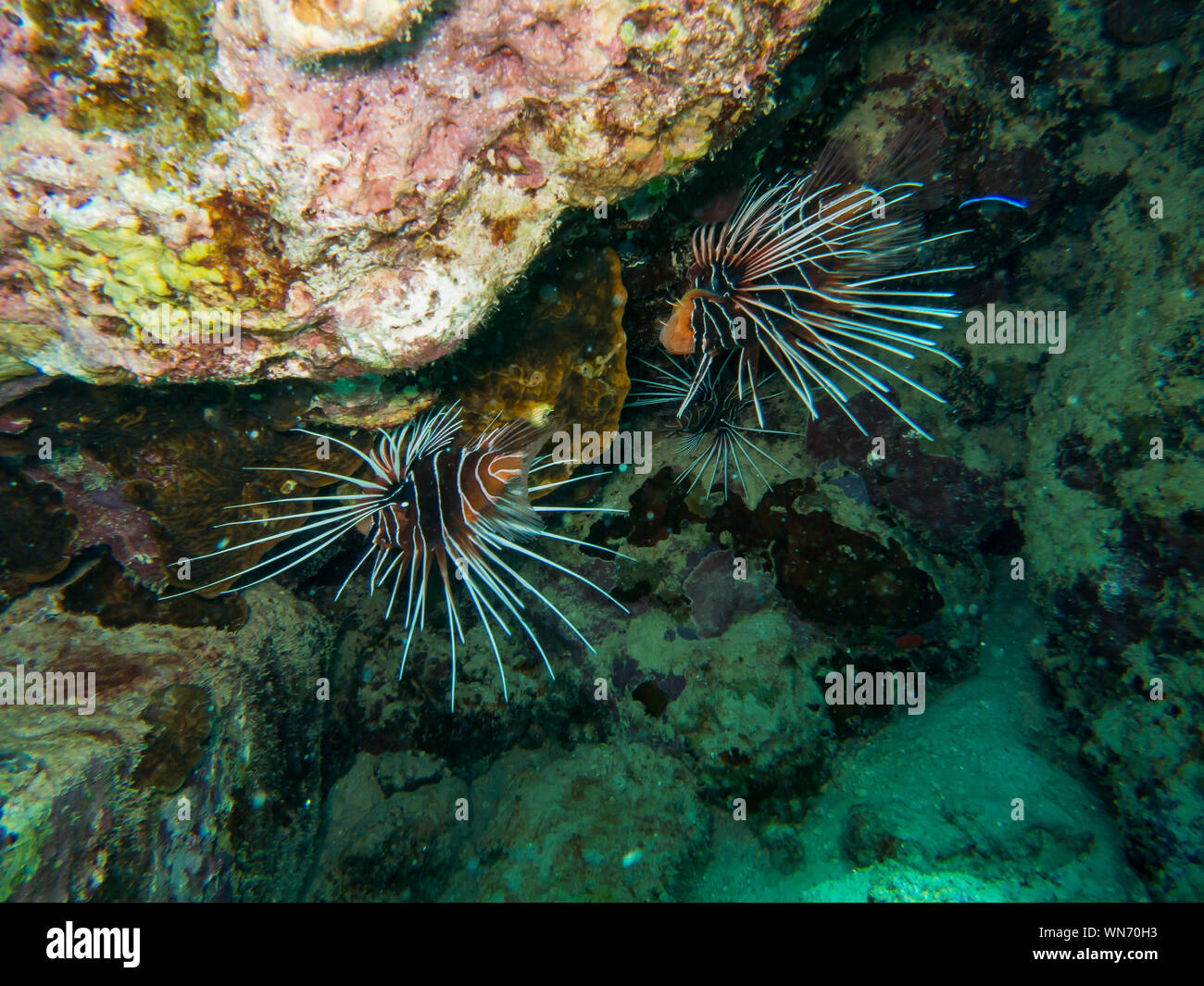 Clear Fin Lion Fish in the Red Sea Stock Photo - Alamy