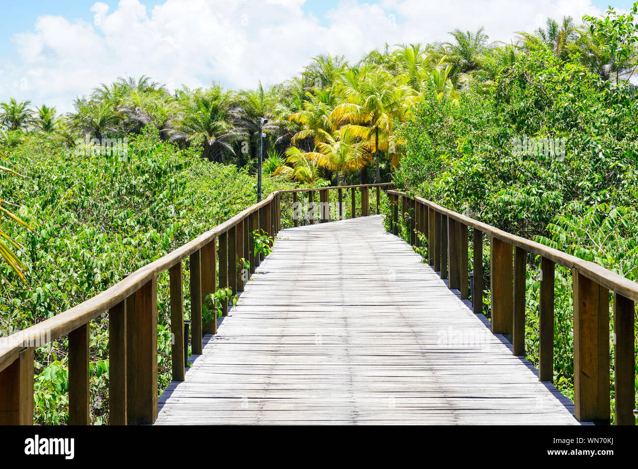 Perspective of wood bridge in deep tropical forest. Wooden bridge ...
