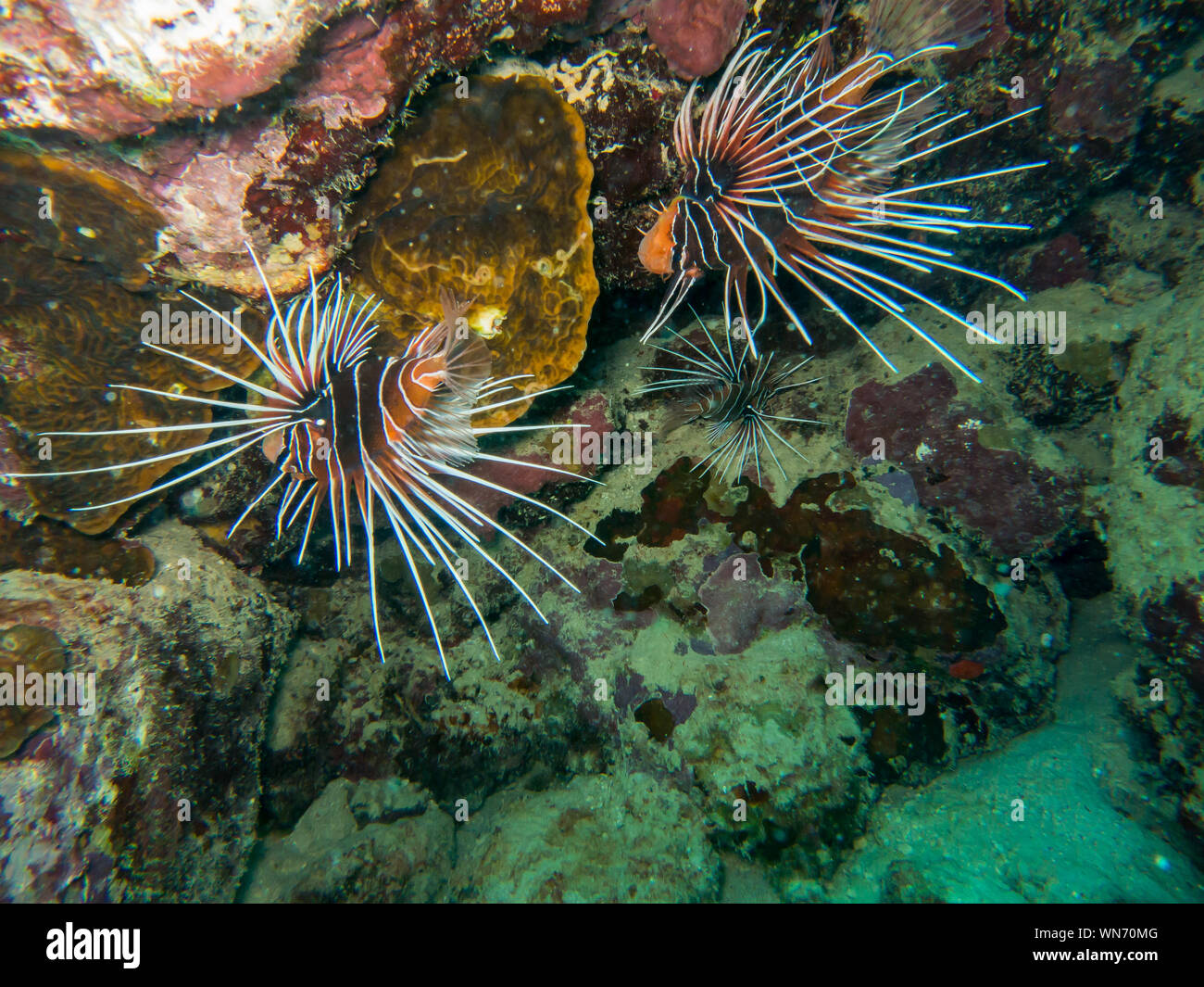 Clear Fin Lion Fish in the Red Sea Stock Photo - Alamy