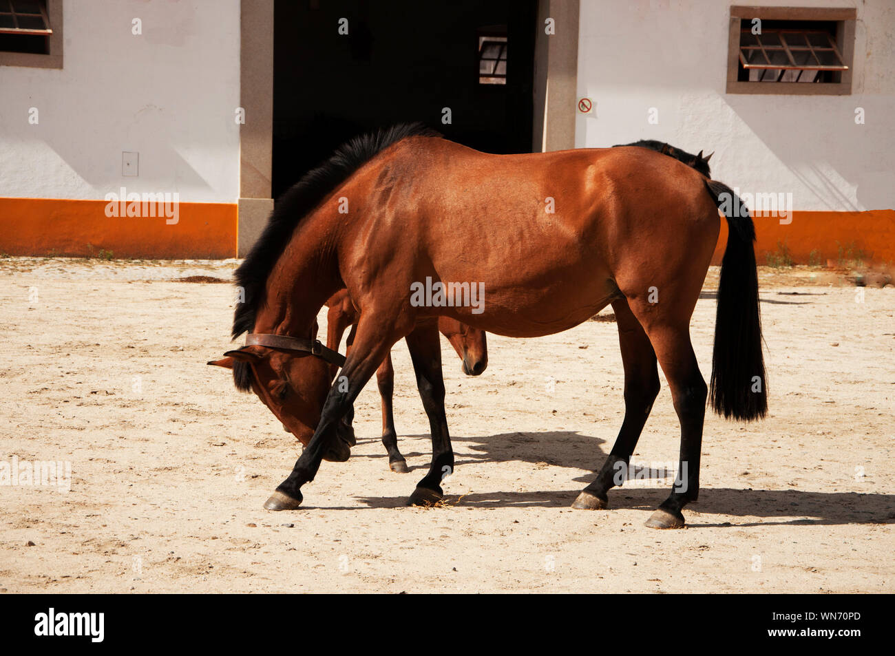 The stable outside hi-res stock photography and images - Alamy