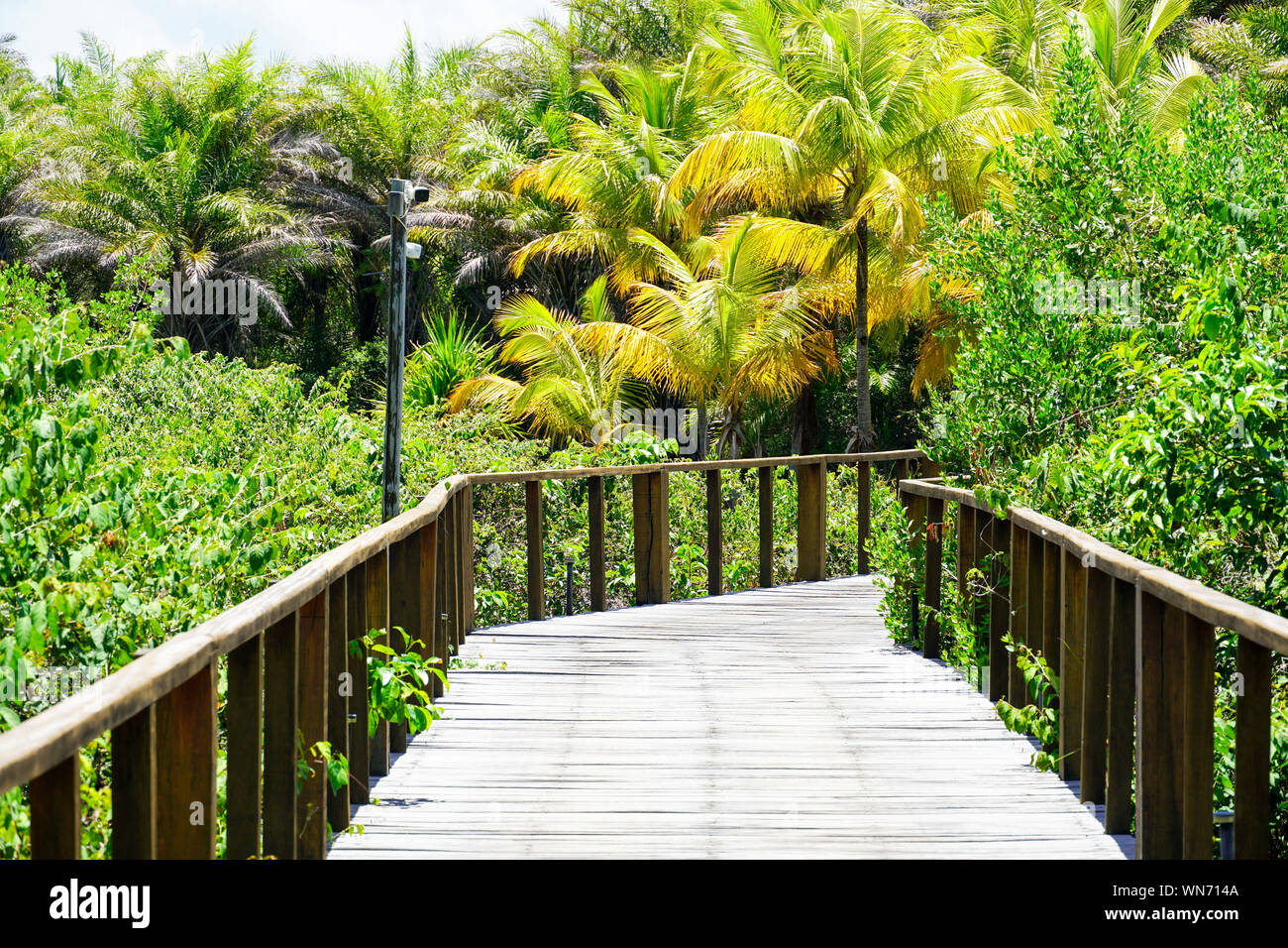 Perspective of wood bridge in deep tropical forest. Wooden bridge ...