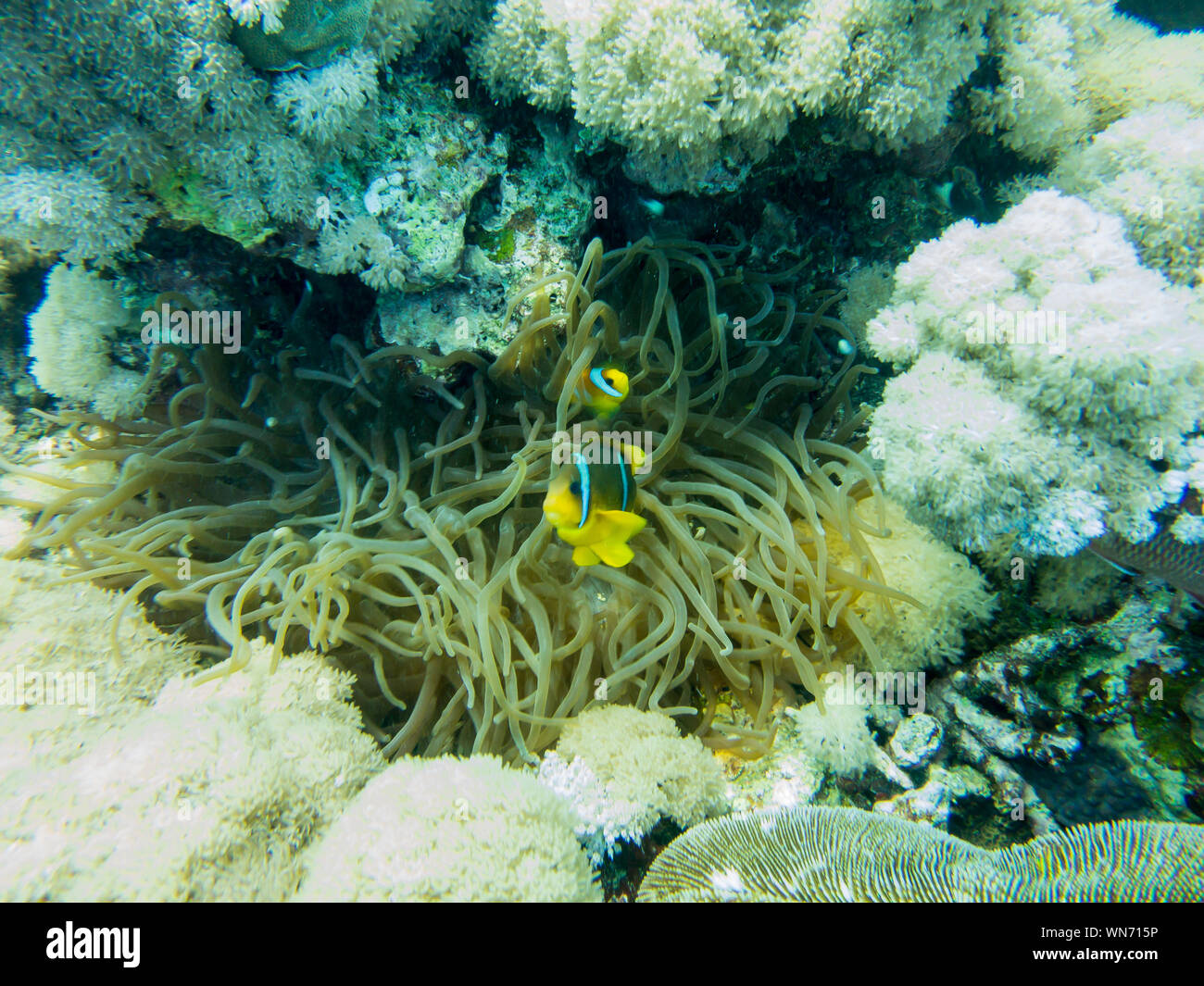 Red Sea Anemone fish Stock Photo - Alamy