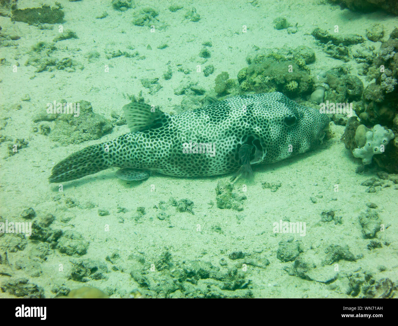 Starry Puffer Fish in the Red Sea Stock Photo - Alamy