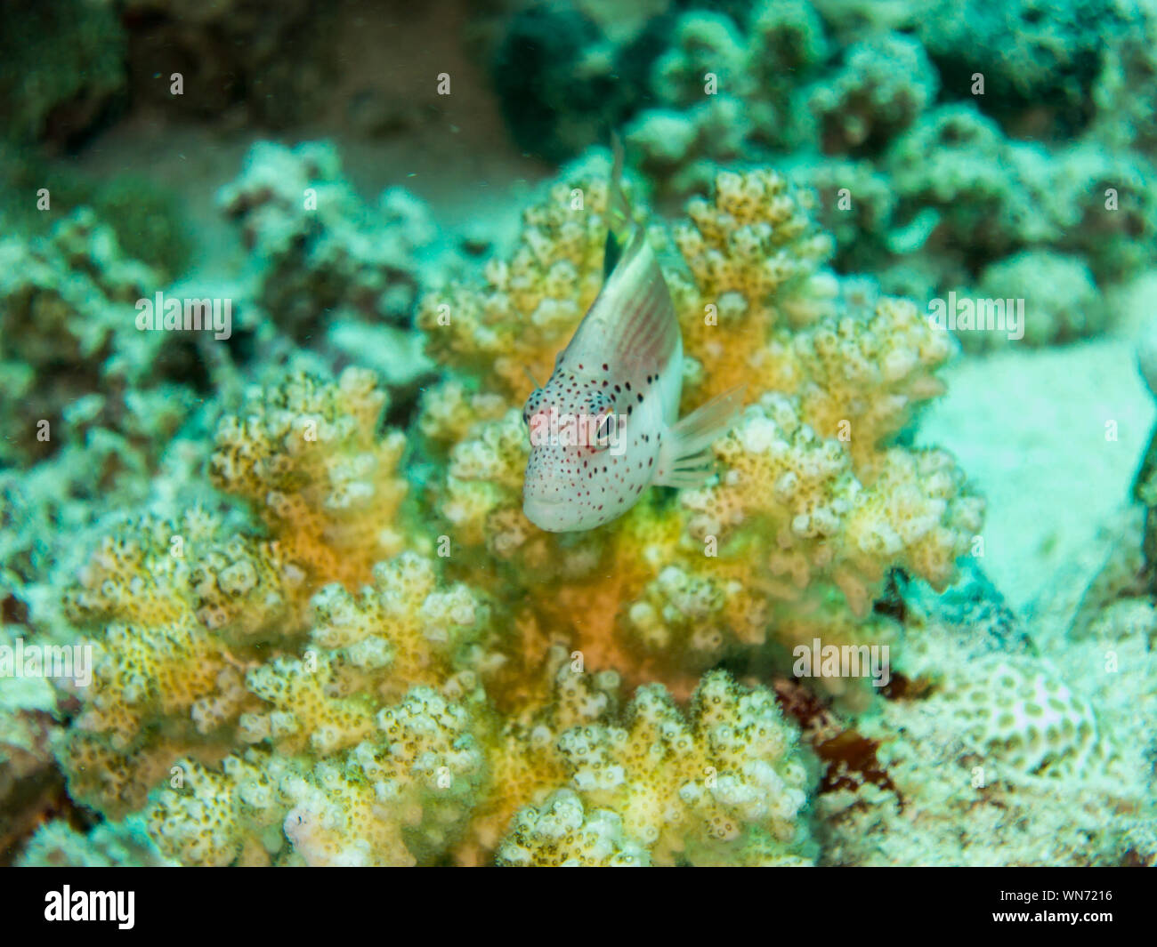 Freckled Hawk Fish Stock Photo - Alamy