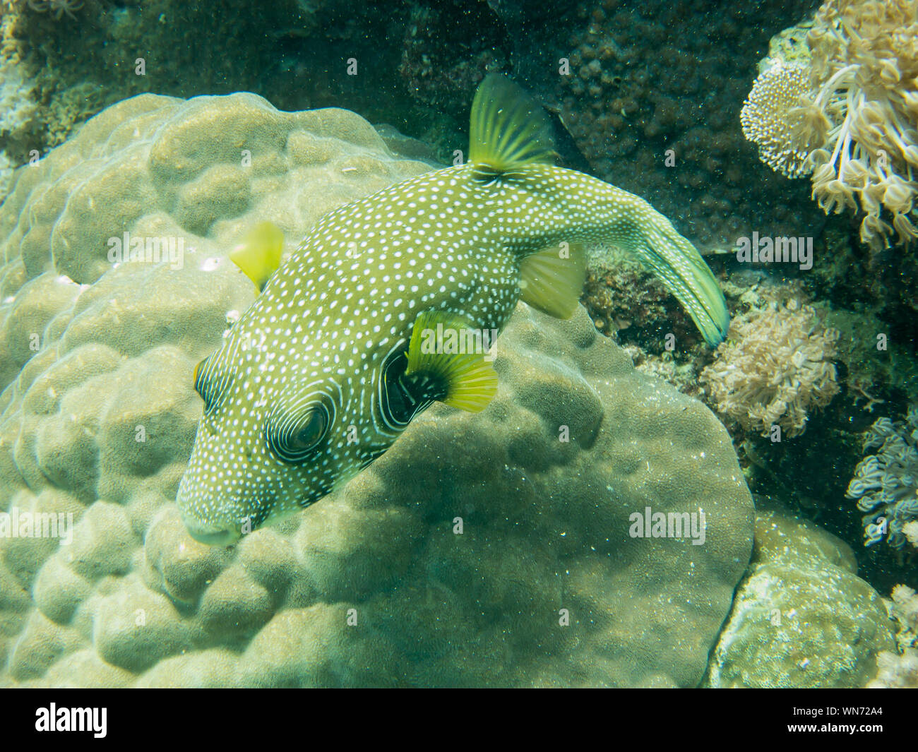Starry Puffer Fish in the Red Sea Stock Photo - Alamy
