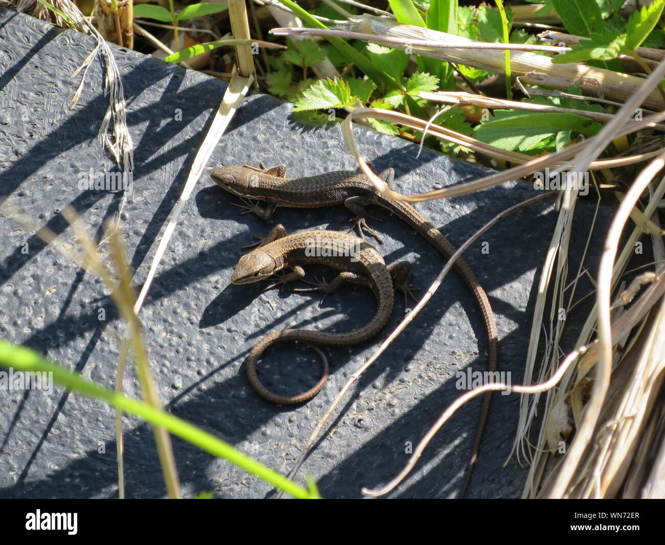View Of Two Lizards Stock Photo - Alamy