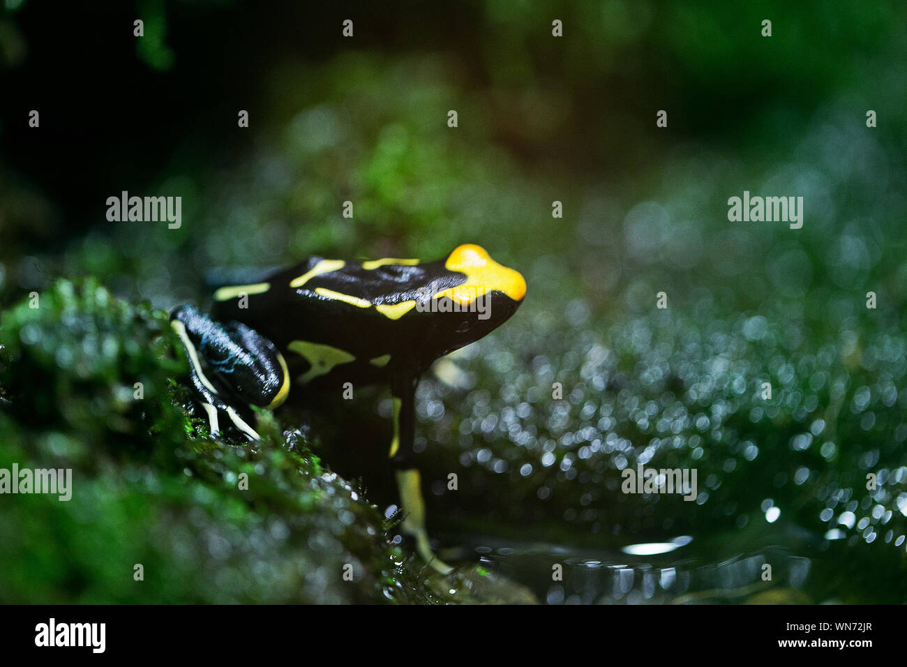 Yellow and black frog hi-res stock photography and images - Alamy