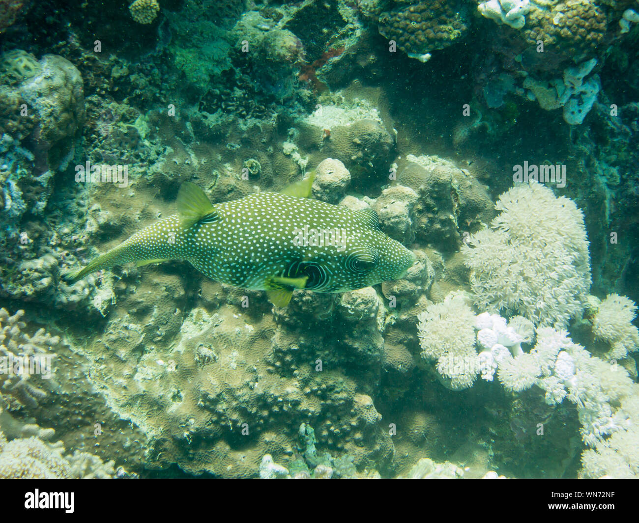 Starry Puffer Fish in the Red Sea Stock Photo - Alamy