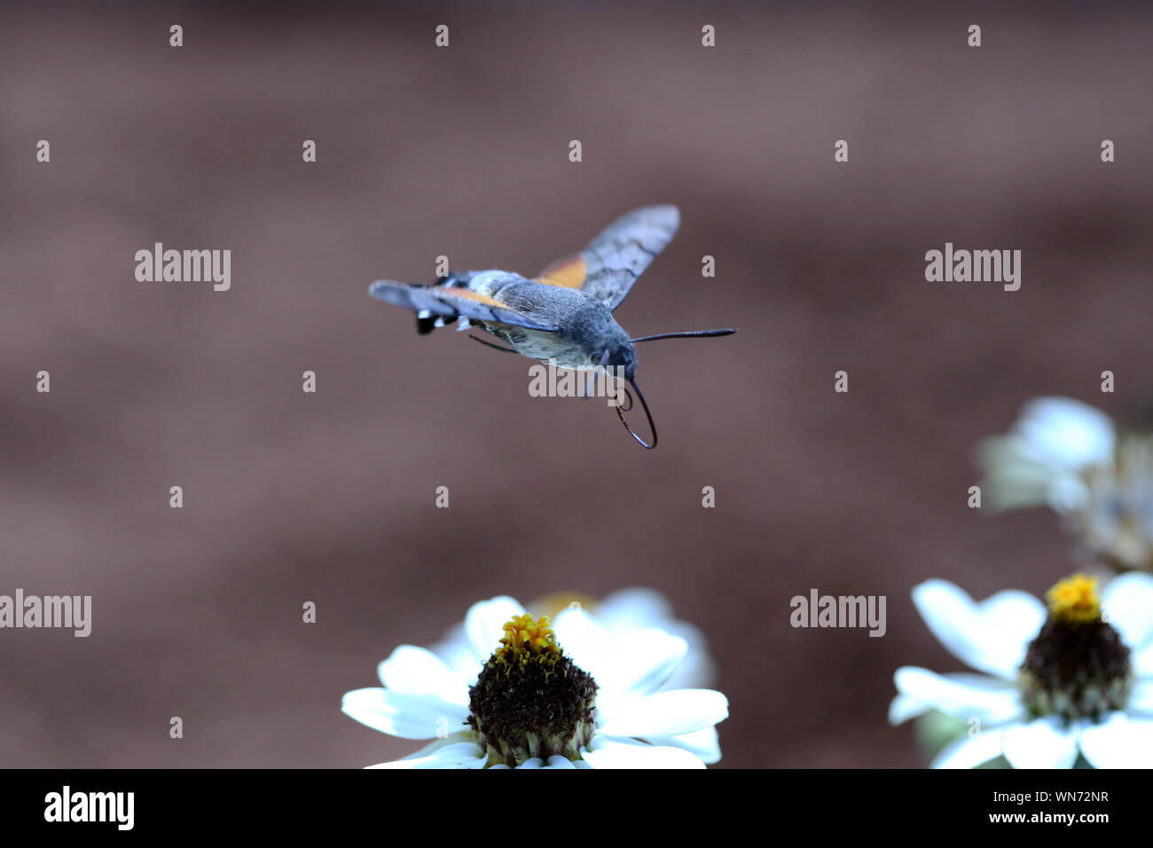 Flying hummingbird moth hi-res stock photography and images - Alamy