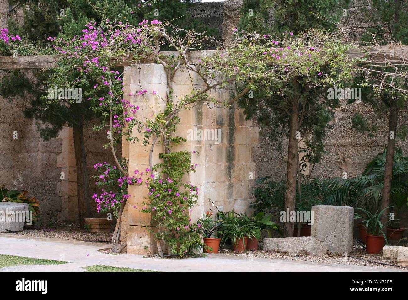 Pink flowers growing in domestic garden hi-res stock photography and ...