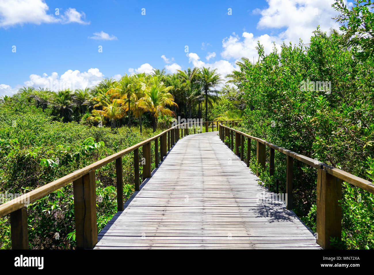 Perspective of wood bridge in deep tropical forest. Wooden bridge ...