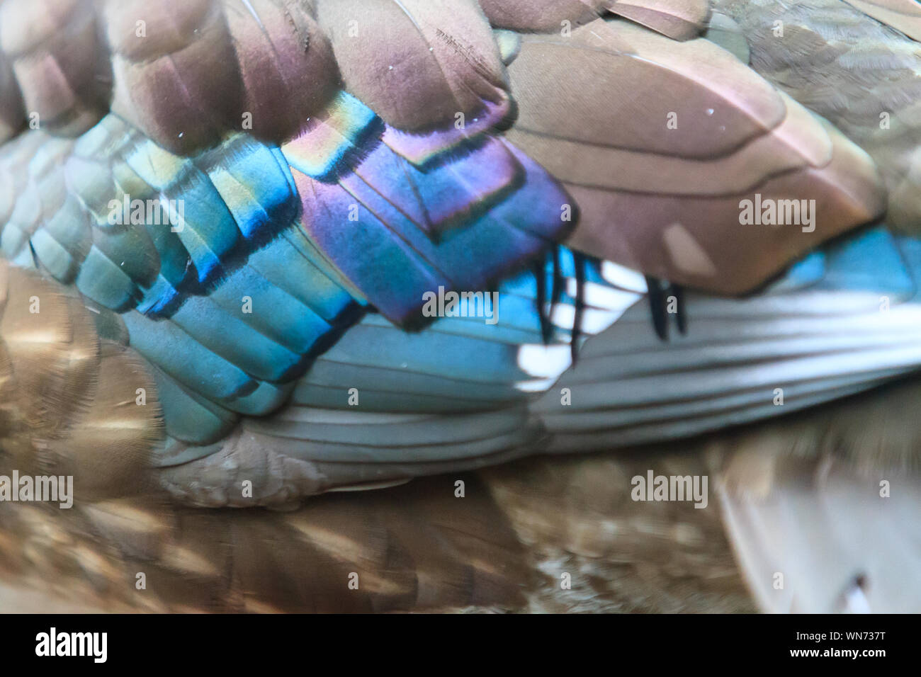 Shot re bird hi-res stock photography and images - Alamy
