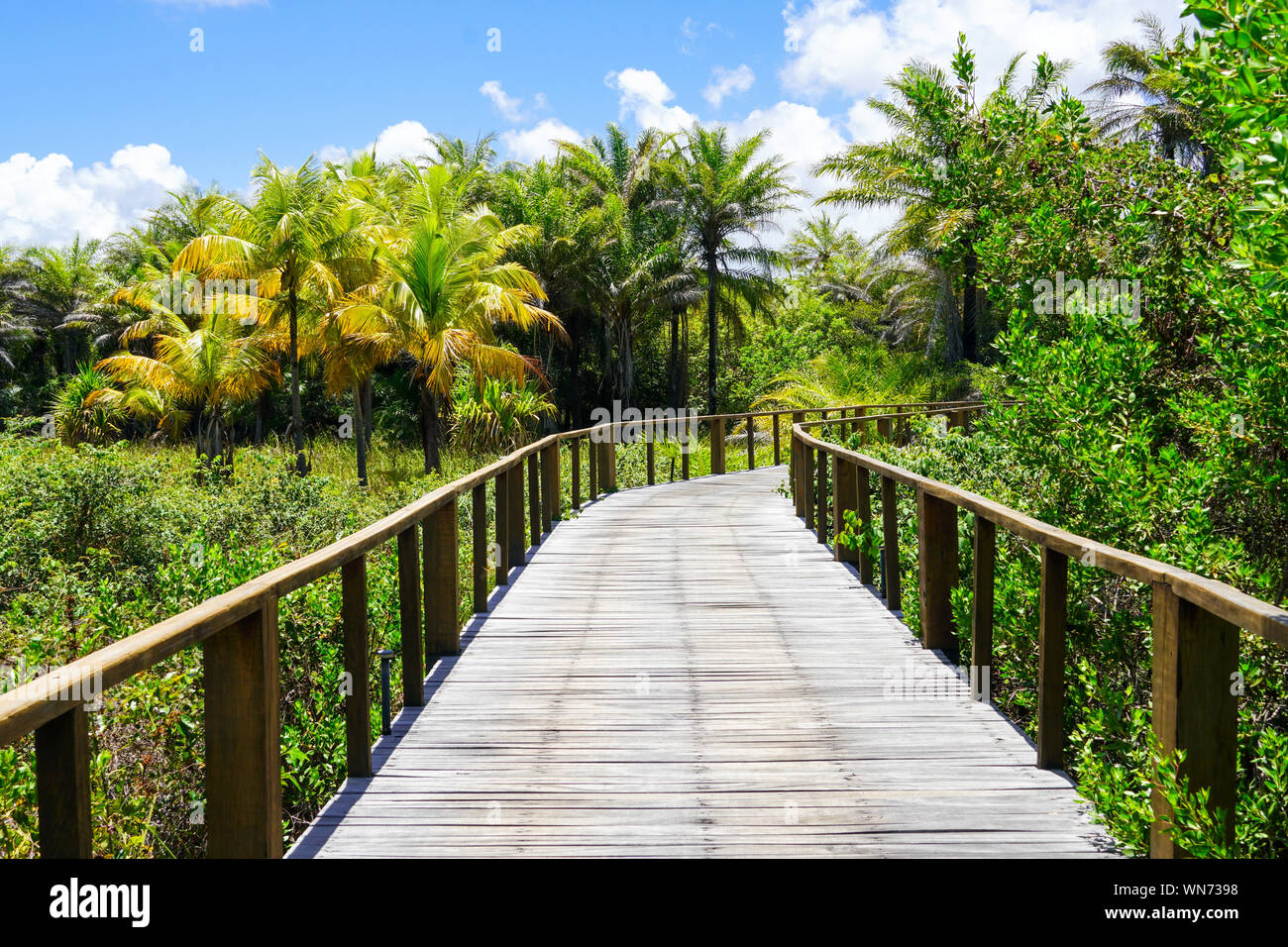 Perspective of wood bridge in deep tropical forest. Wooden bridge ...