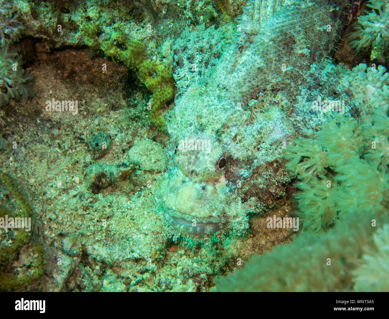Bearded Scorpion Fish Stock Photo - Alamy
