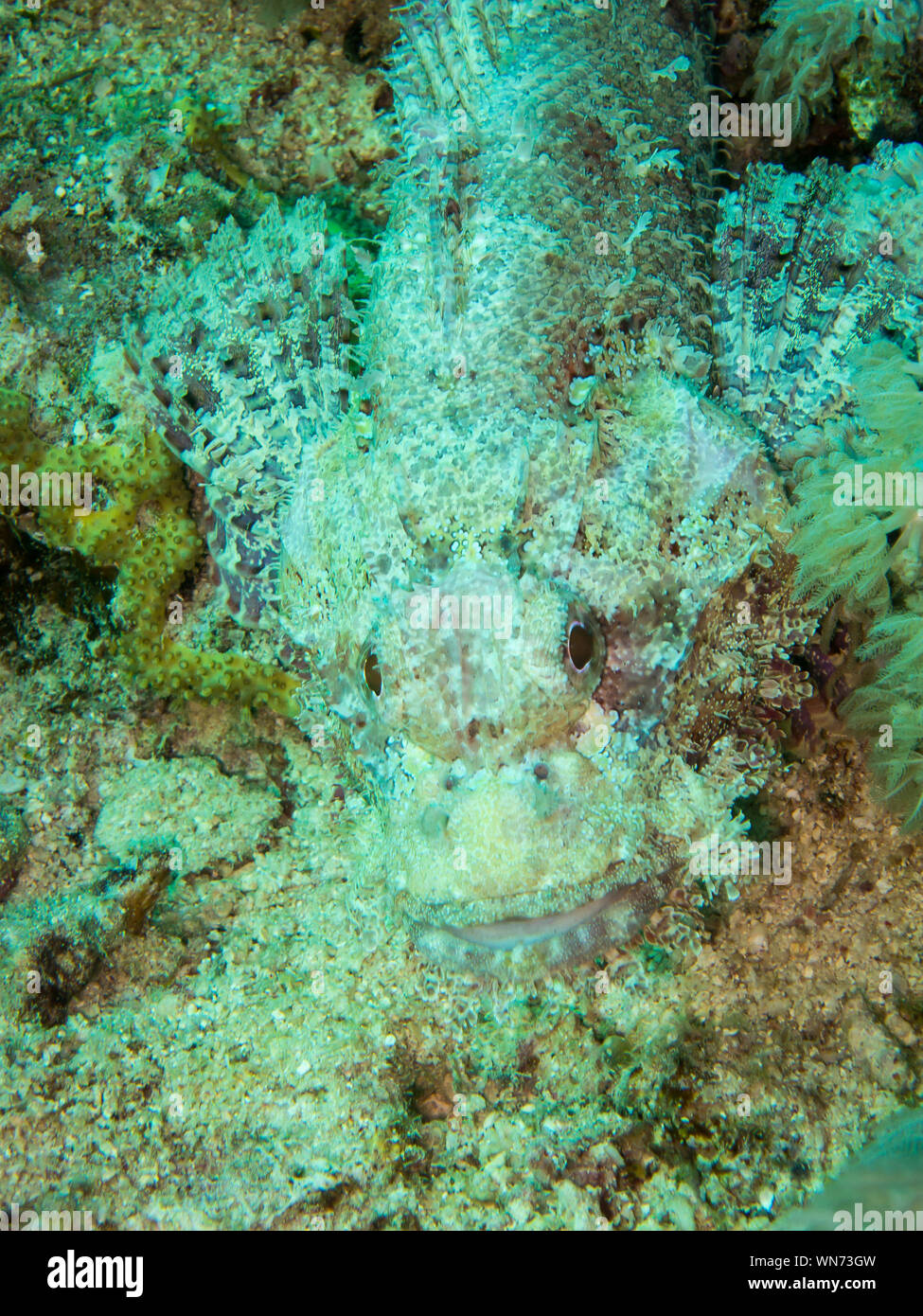 Bearded Scorpion Fish Stock Photo - Alamy