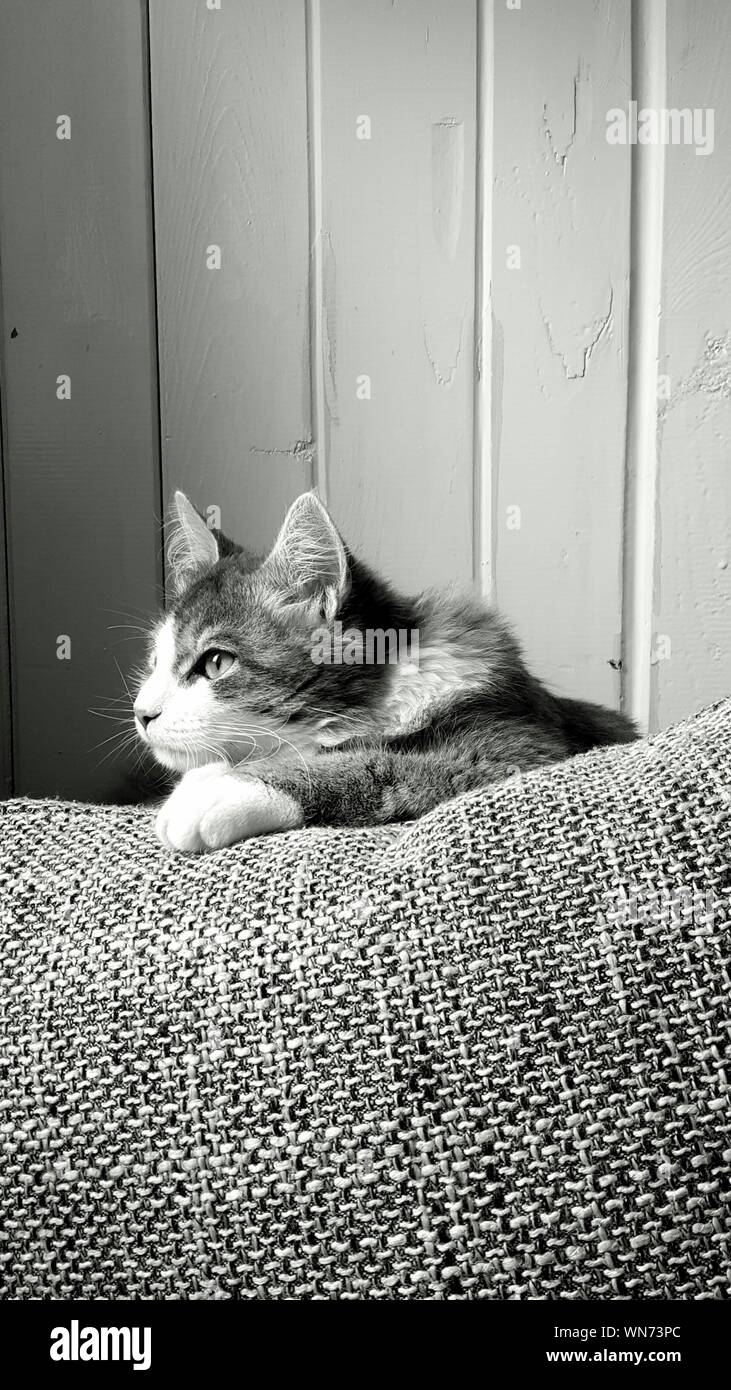 Cat fabric hi-res stock photography and images - Alamy