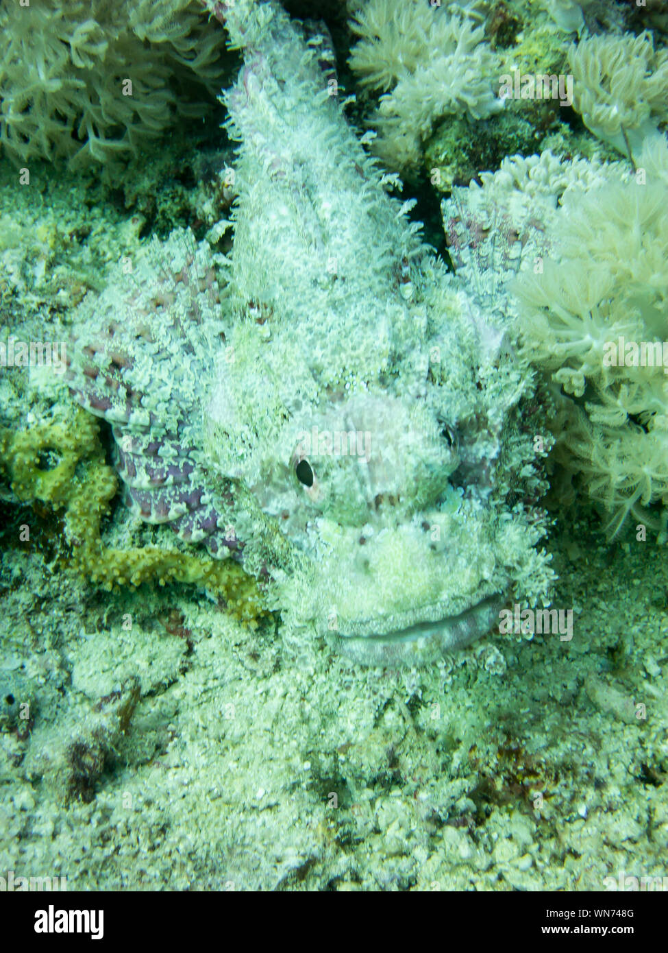 Bearded Scorpion Fish Stock Photo - Alamy