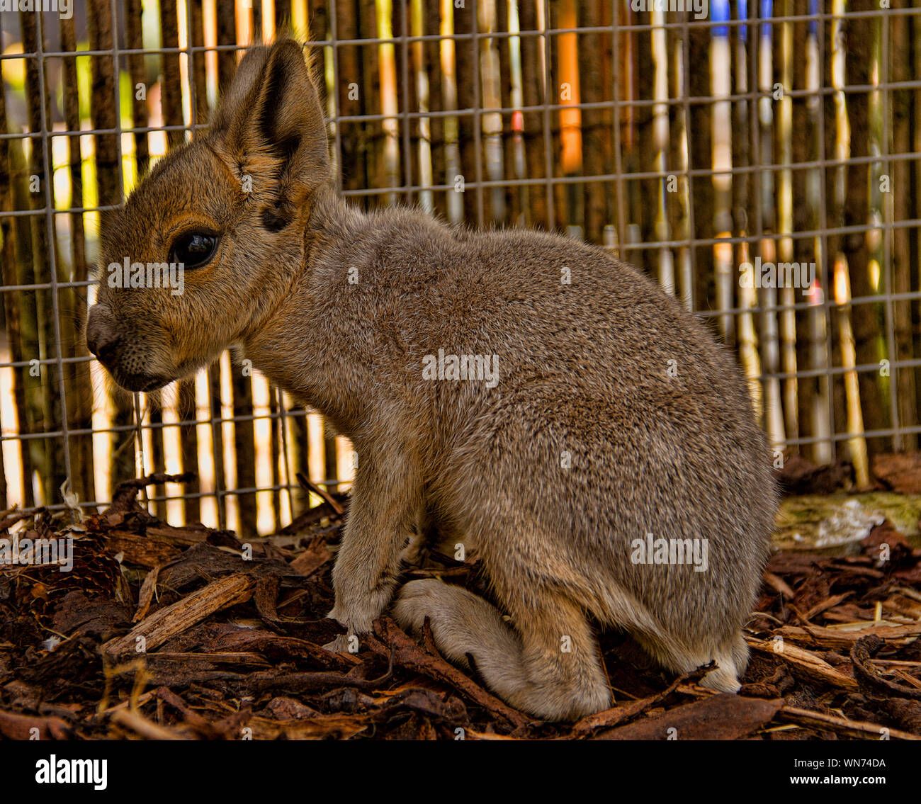 Young mara hi-res stock photography and images - Alamy