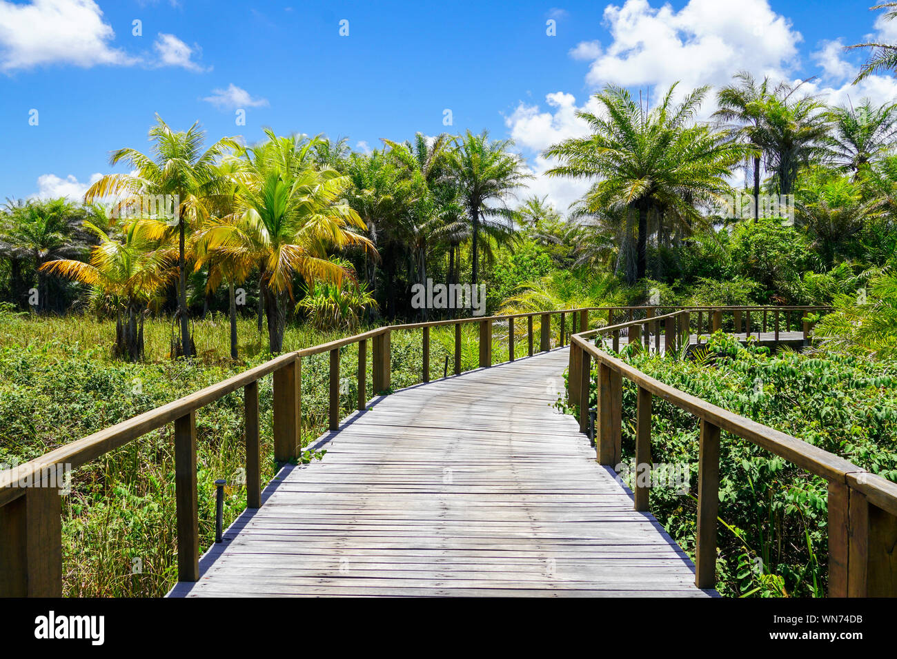 Perspective of wood bridge in deep tropical forest. Wooden bridge ...