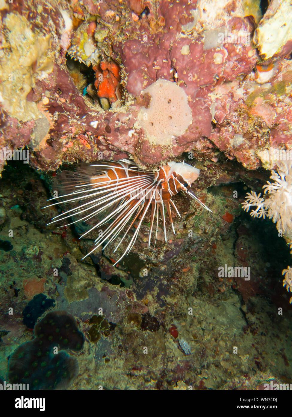 Clear Fin Lion Fish in the Red Sea Stock Photo - Alamy