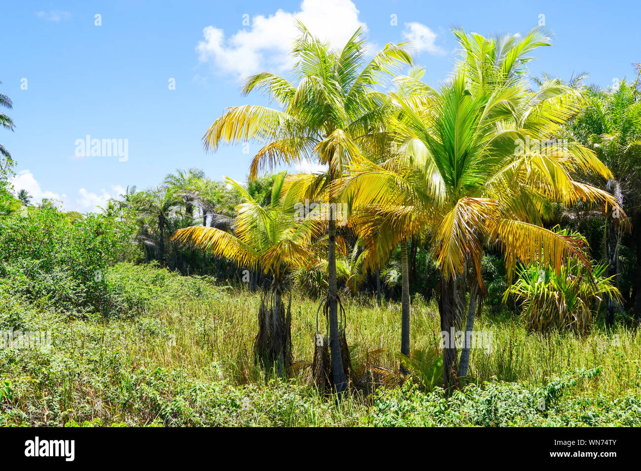 Close up of tropical forest, jungle in Praia Do Forte, Brazil. Forest ...