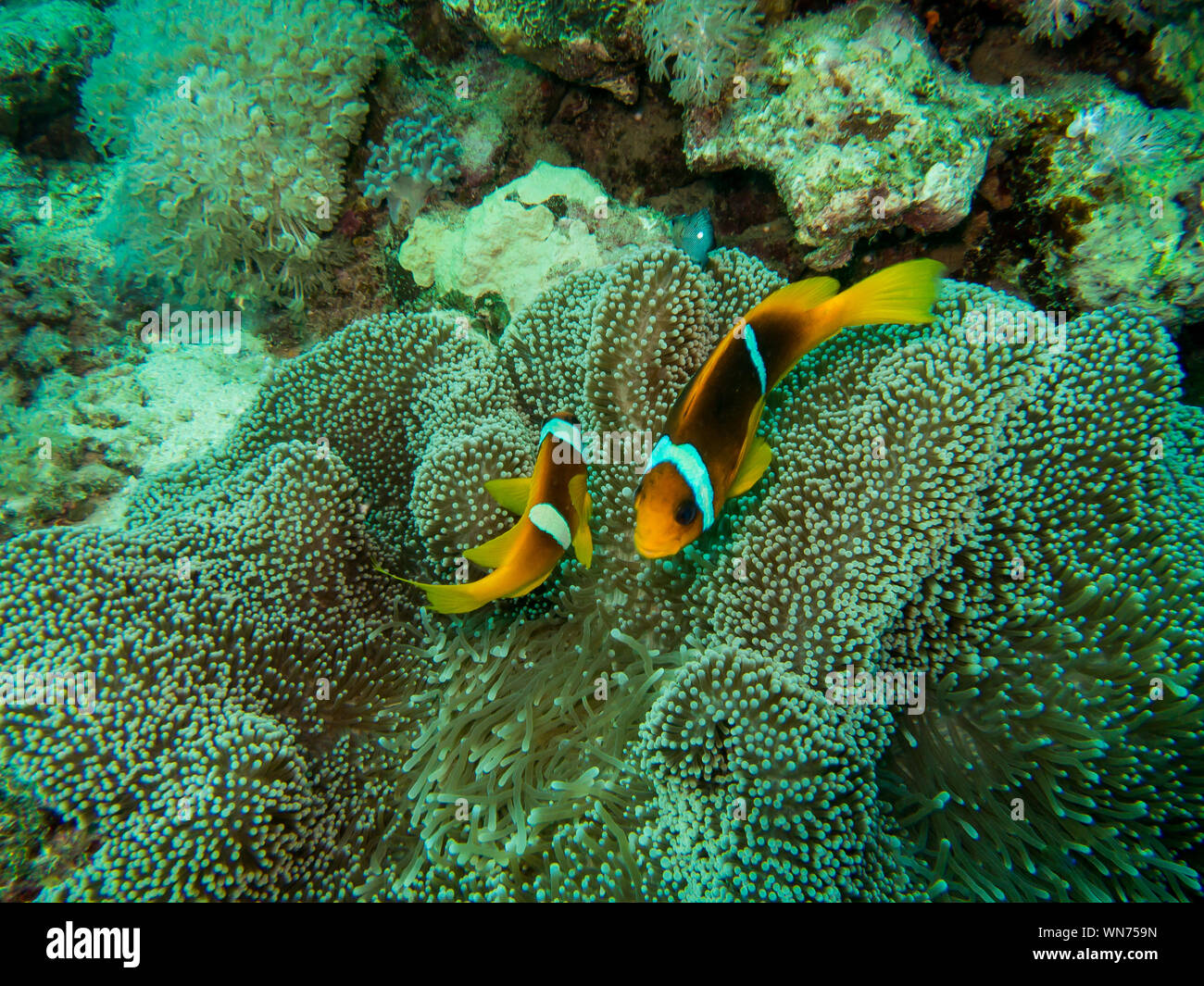 Red Sea Anemone fish Stock Photo - Alamy