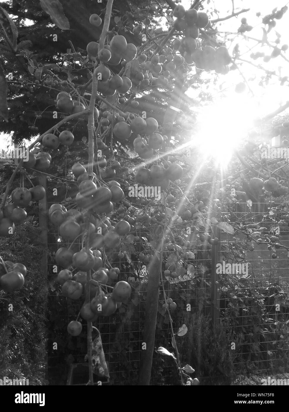 Tree fruits Black and White Stock Photos & Images - Alamy