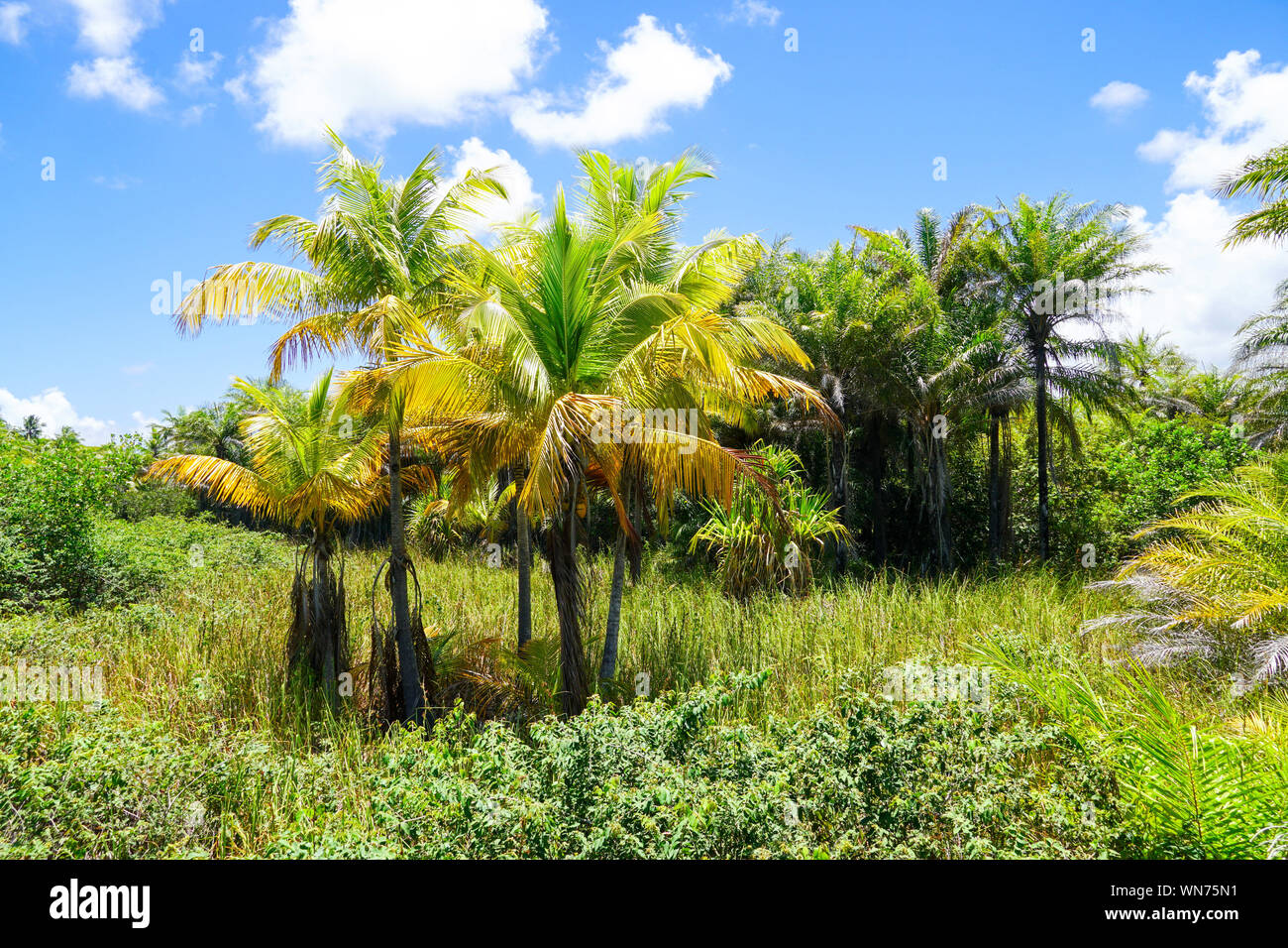 Close up of tropical forest, jungle in Praia Do Forte, Brazil. Forest ...