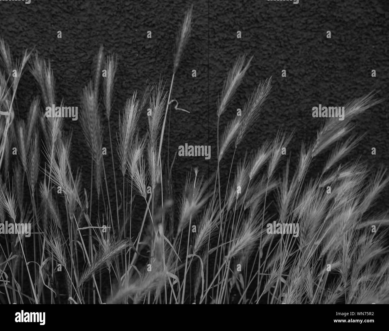 Crops on the wall hi-res stock photography and images - Alamy