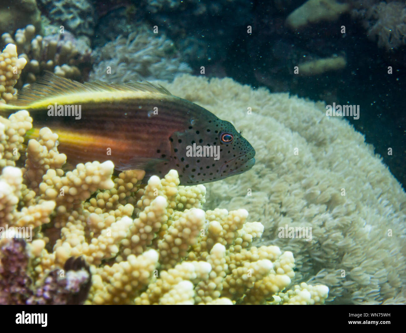 Freckled Hawk Fish Stock Photo - Alamy