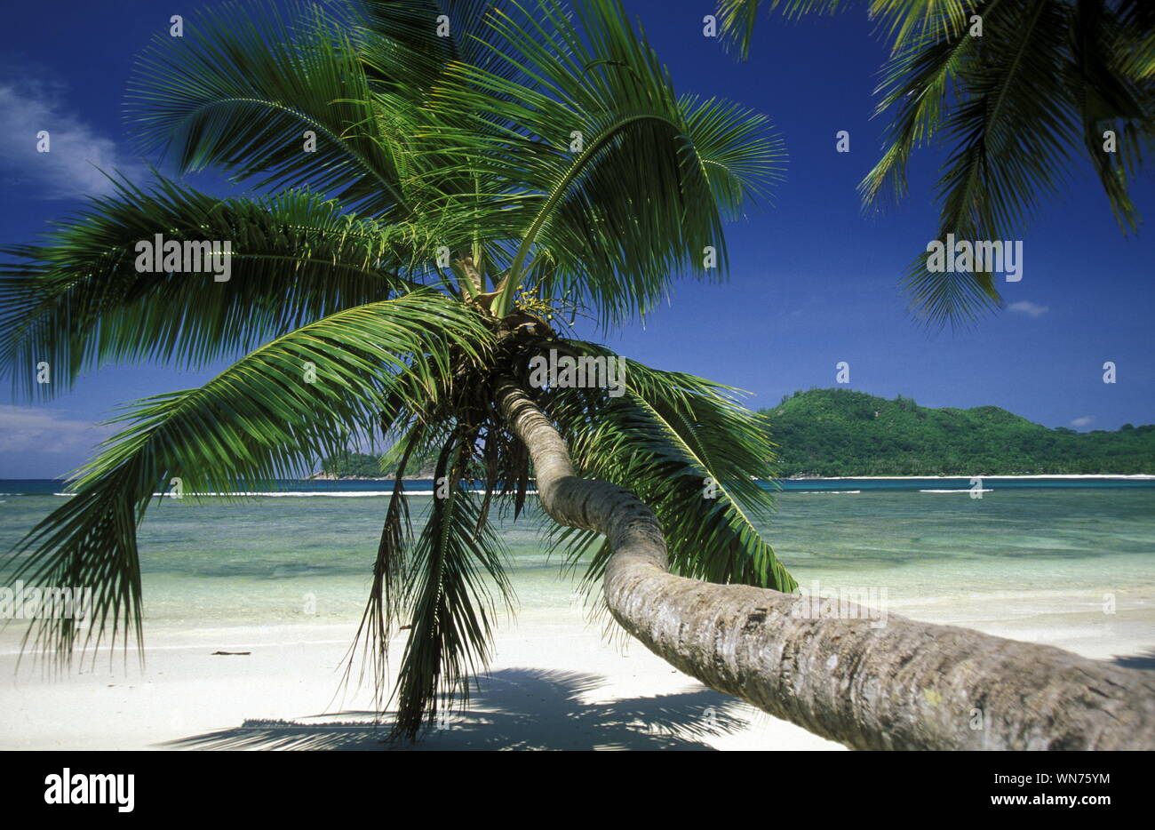 Bending Palm Tree High Resolution Stock Photography and Images - Alamy