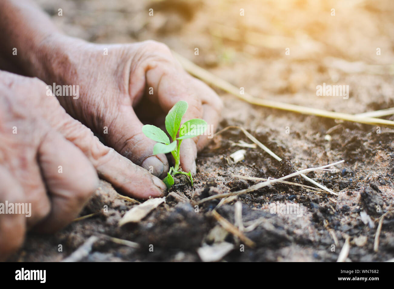 Sapling man hi-res stock photography and images - Alamy