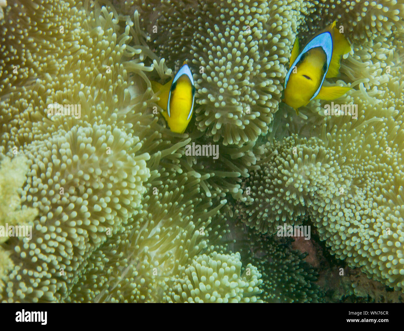 Red Sea Anemone fish Stock Photo - Alamy
