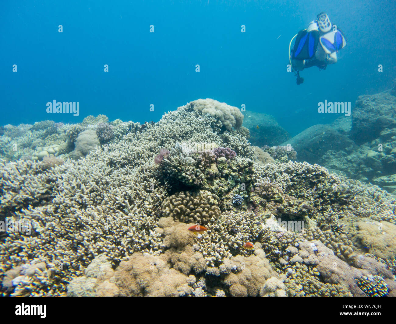 Scuba Diving in the Red Sea Stock Photo - Alamy