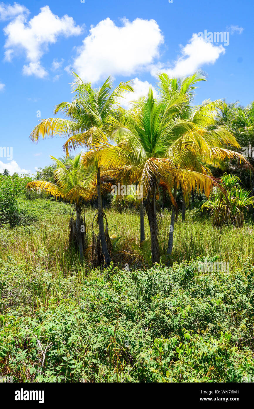 Brazil forest hi-res stock photography and images - Alamy